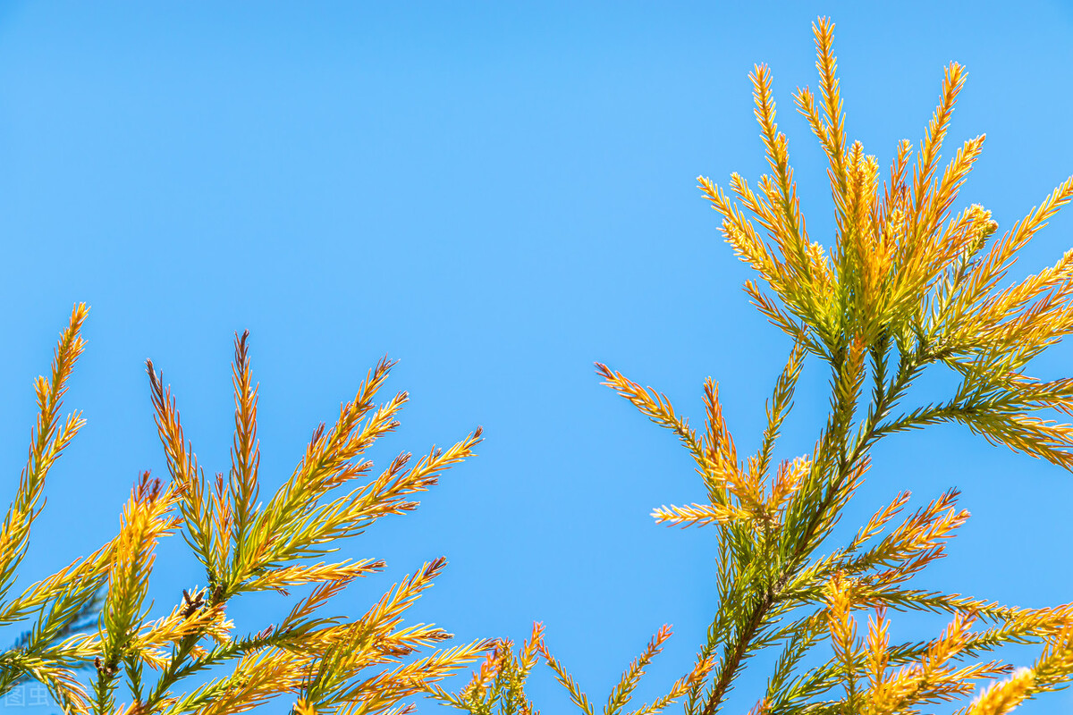 Ingredient party must know - cedar bud extract - iNEWS