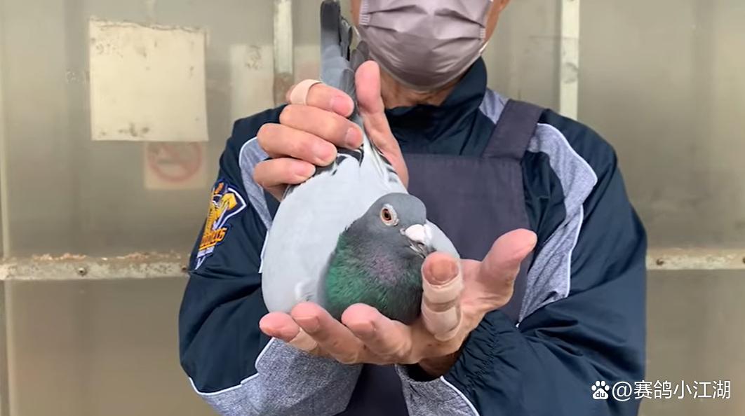 The compensation pigeon bred the 2022 grand champion of Taiwan 15,309 ...