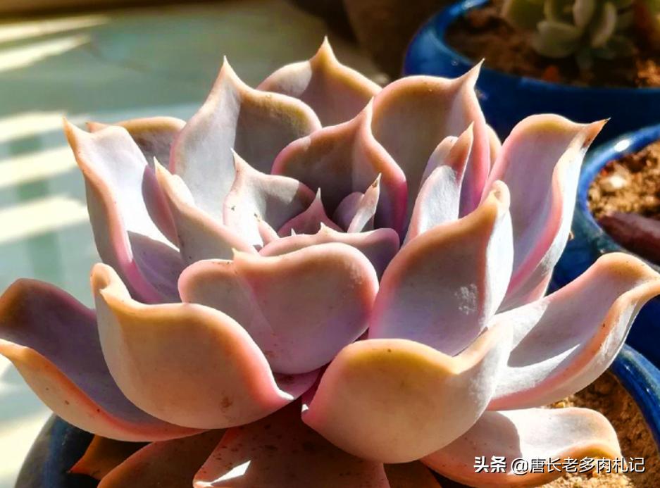Succulent Lucina and Linalien are both suitable for beginners, but 3 ...