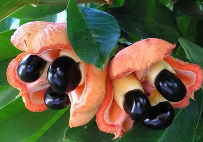 What are the dangerous and poisonous fruits in the world, please go ...