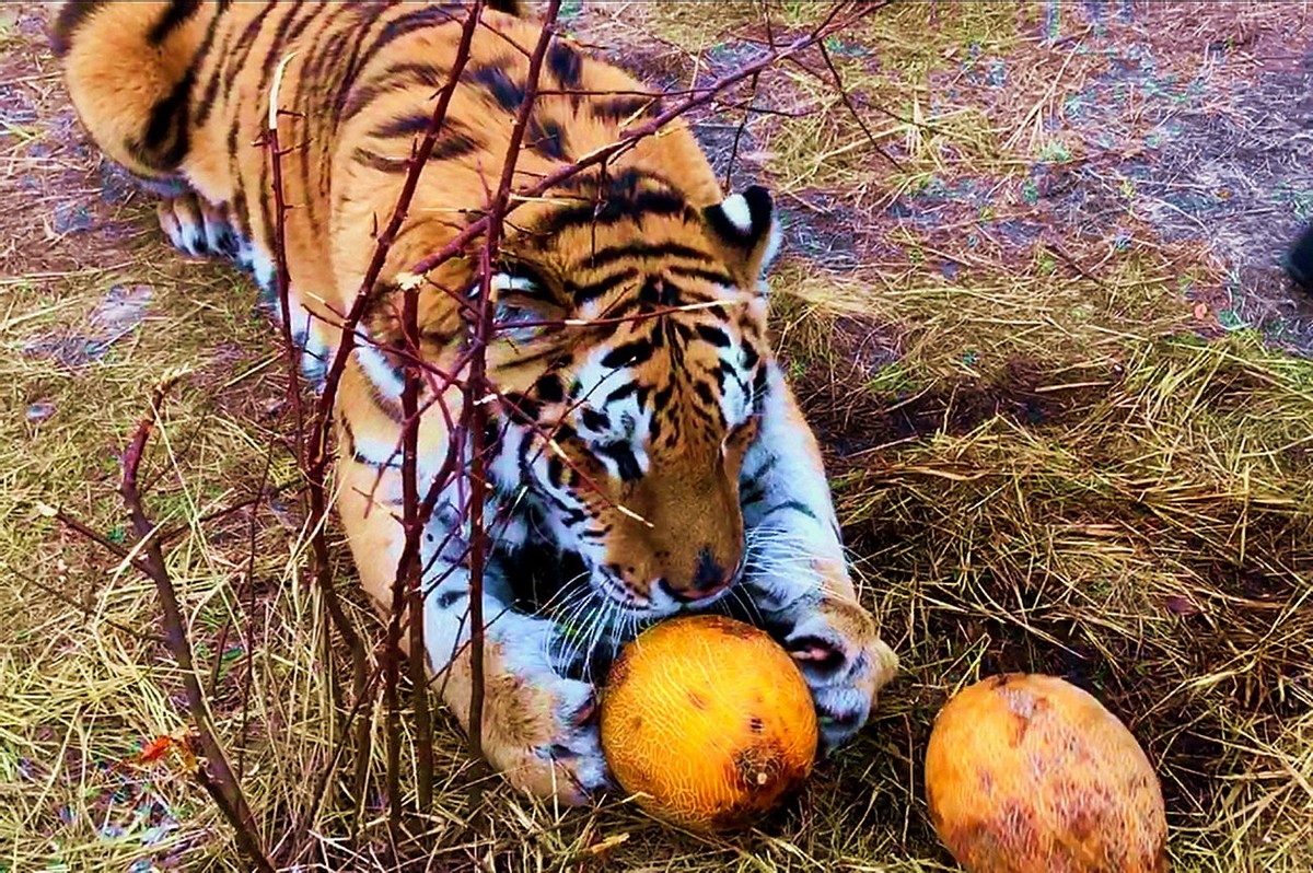 The terrifying man-eating tiger eats 370,000 people in 200 years. Why ...