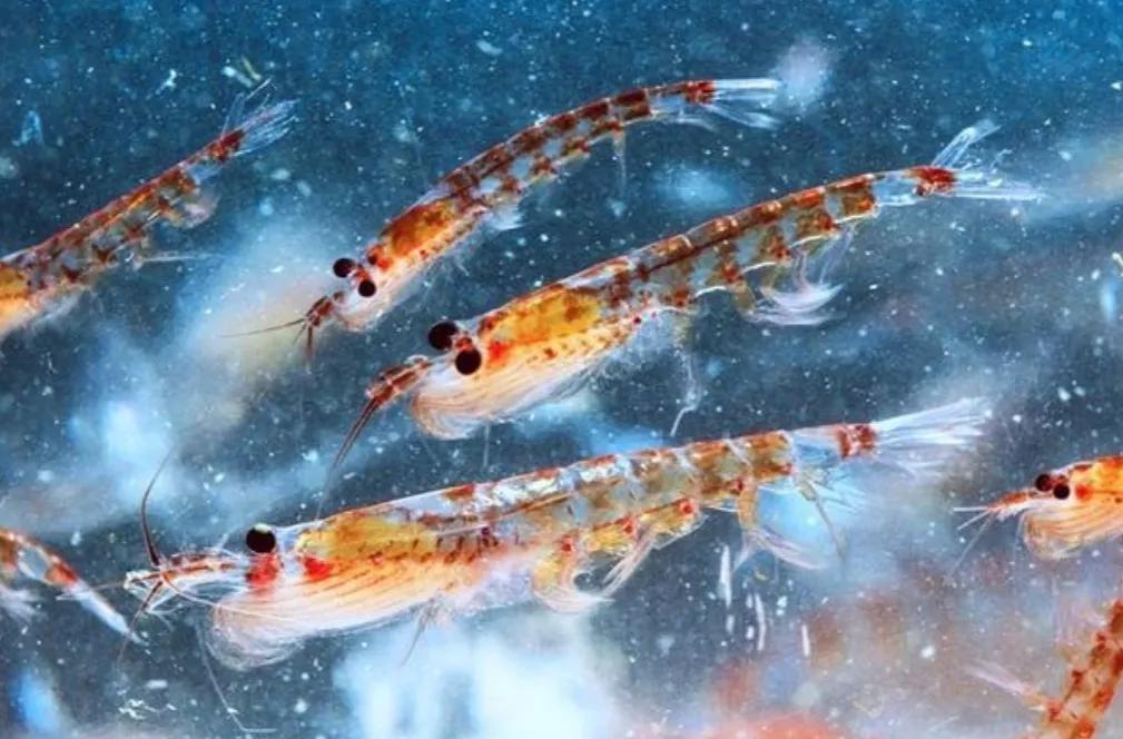 Antarctic krill can reach 1 billion tons?"Deep Blue" sets sail to aim ...