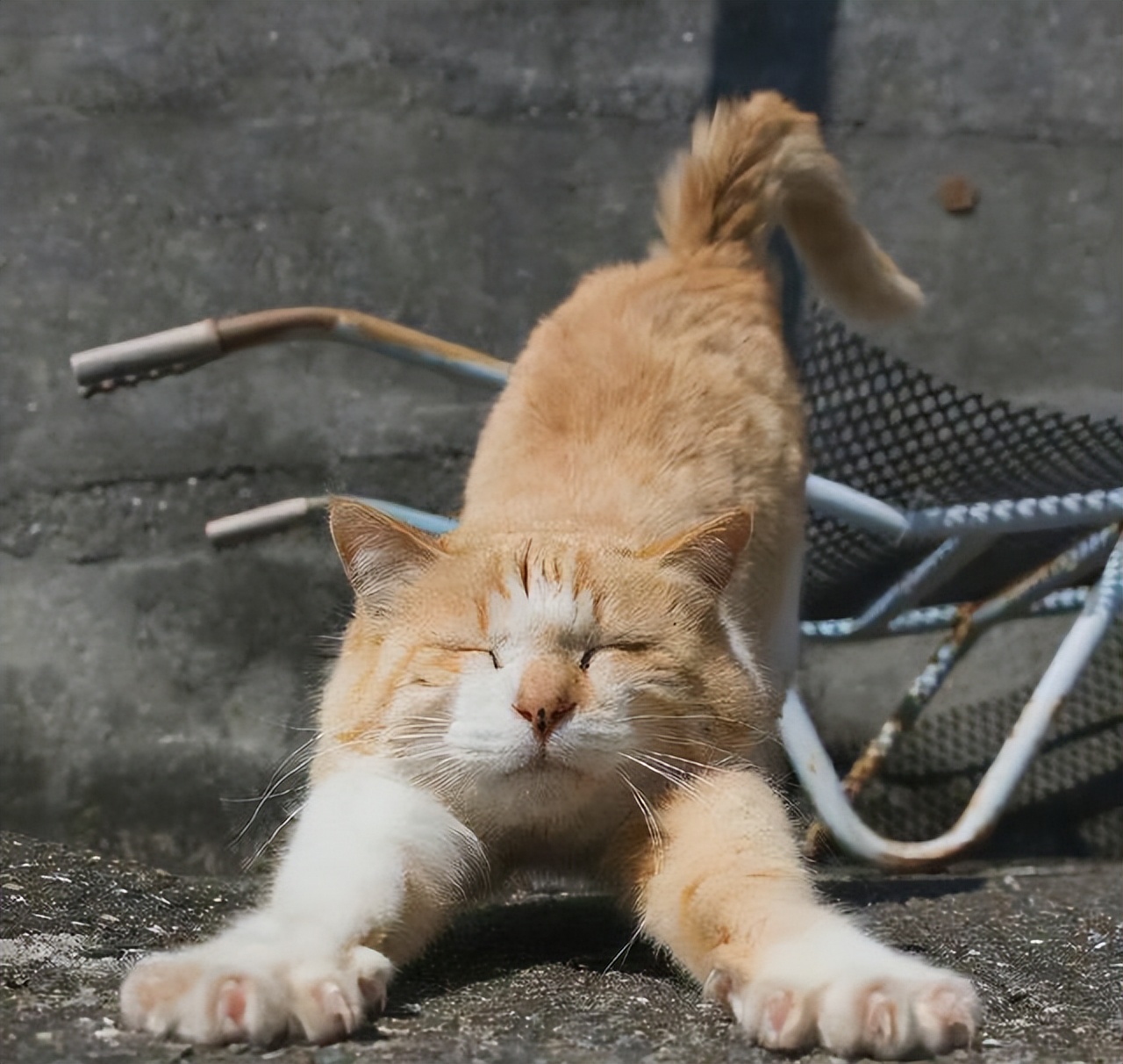Cats frequently "stretch their waists", not only to stretch their ...