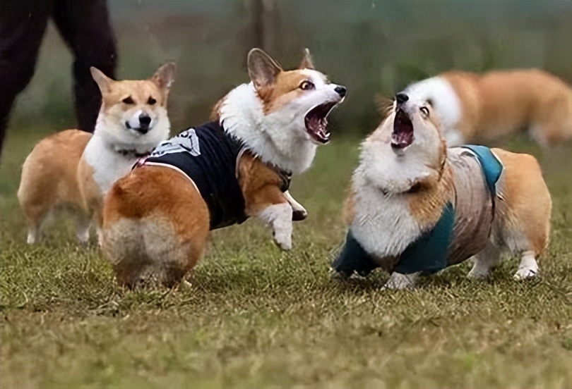 "The Queen's Corgi", Rex, the chief dog full of conscience and justice ...