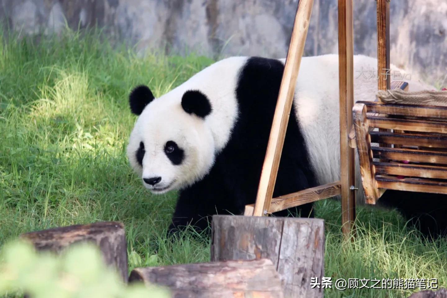 Has the always lively panda "Xi Le" become lazy? It turned out that ...