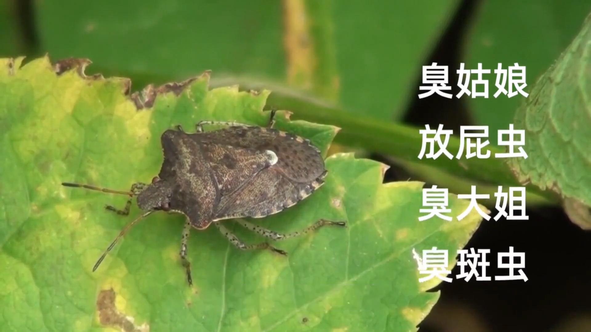 Little bugs have great effect, turning useless into useful, the value ...