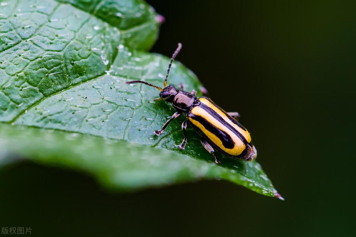 Chinese scientists reveal the legendary story of flea beetle evolution ...