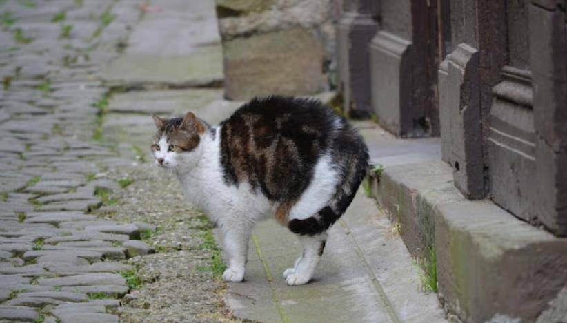 Cats can talk with their tails. How many of these 9 tail languages do ...