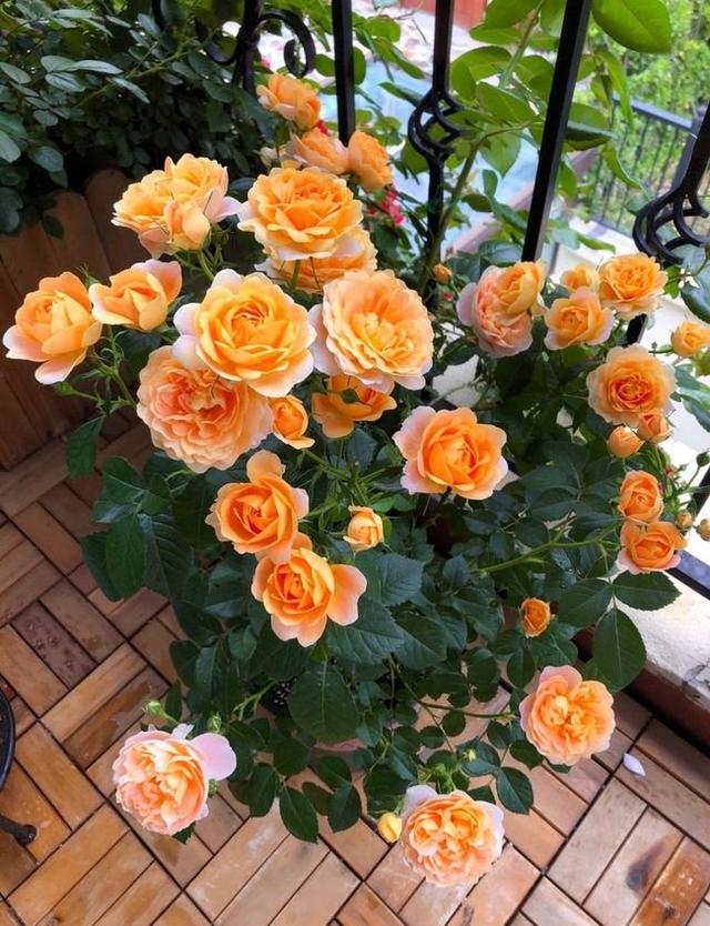 The super easy-to-raise rose "juice balcony", just need these 4 tricks ...
