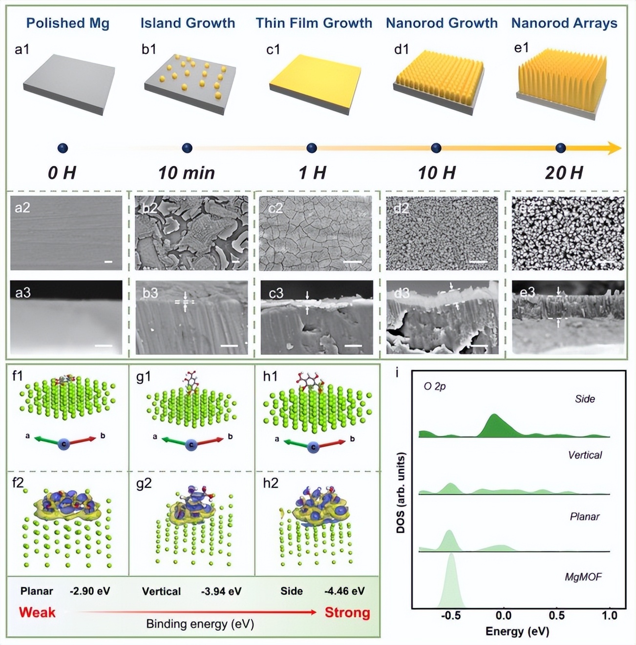 Heteroepitaxial growth strategy to construct arrayed MgMOF interfacial layer to stabilize ...