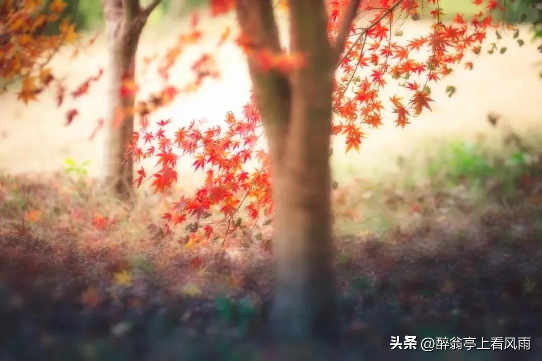 The autumn wind rises and the lovesickness grows - iNEWS