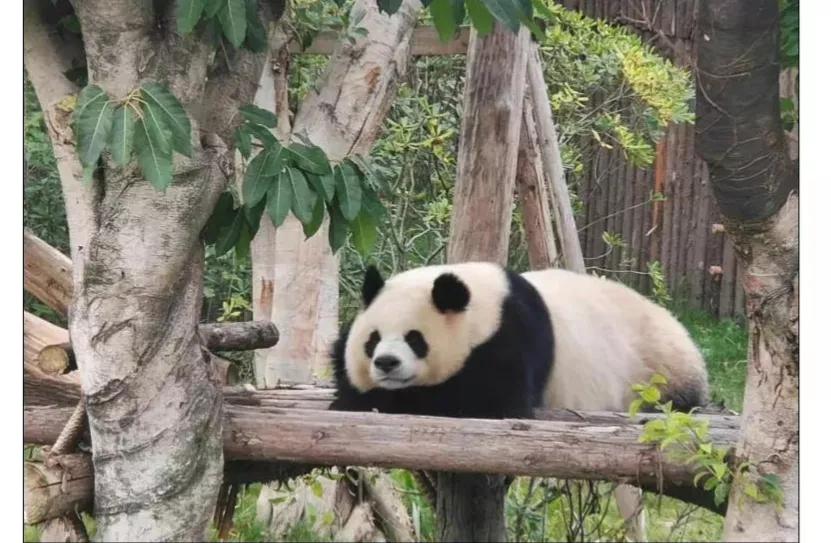 From Yuanyuan to Aibao: How does a panda mother breastfeed her baby ...
