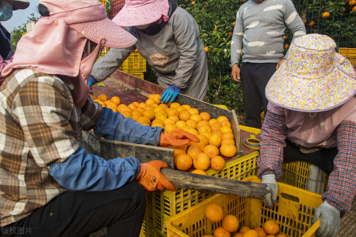 The top five rankings of the most delicious citrus in China, see if ...