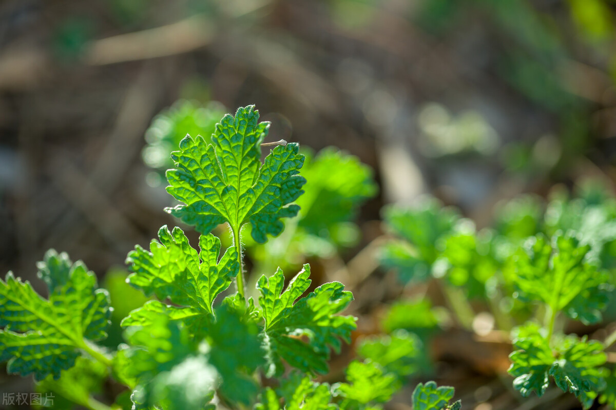 "The Enlightenment of Zeng Guofan": To change destiny, start from correcting shortcomings - iNEWS