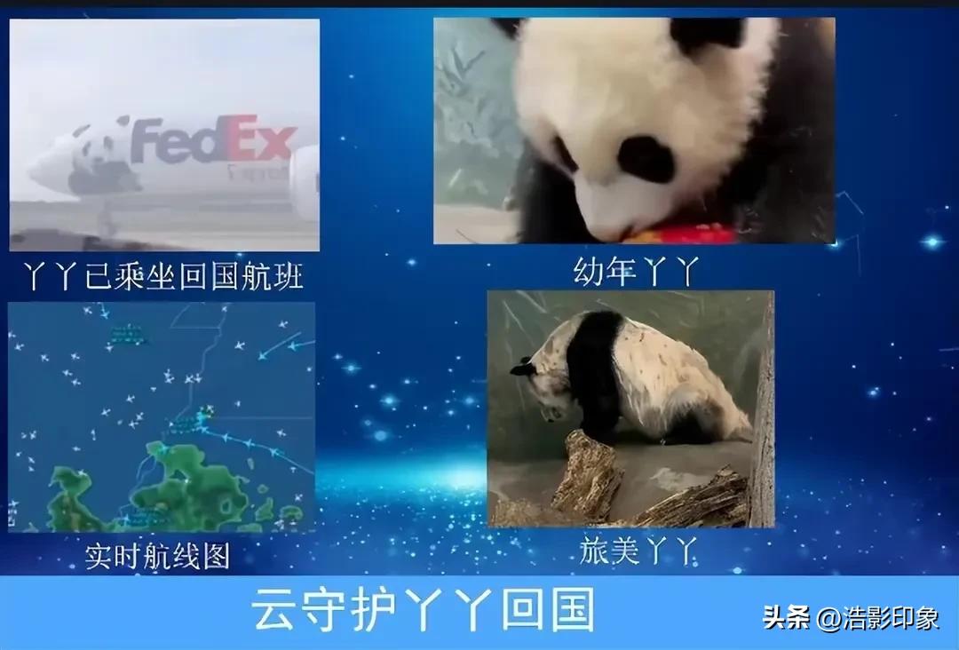 Yaya, the giant panda in the United States, finally returned to China ...