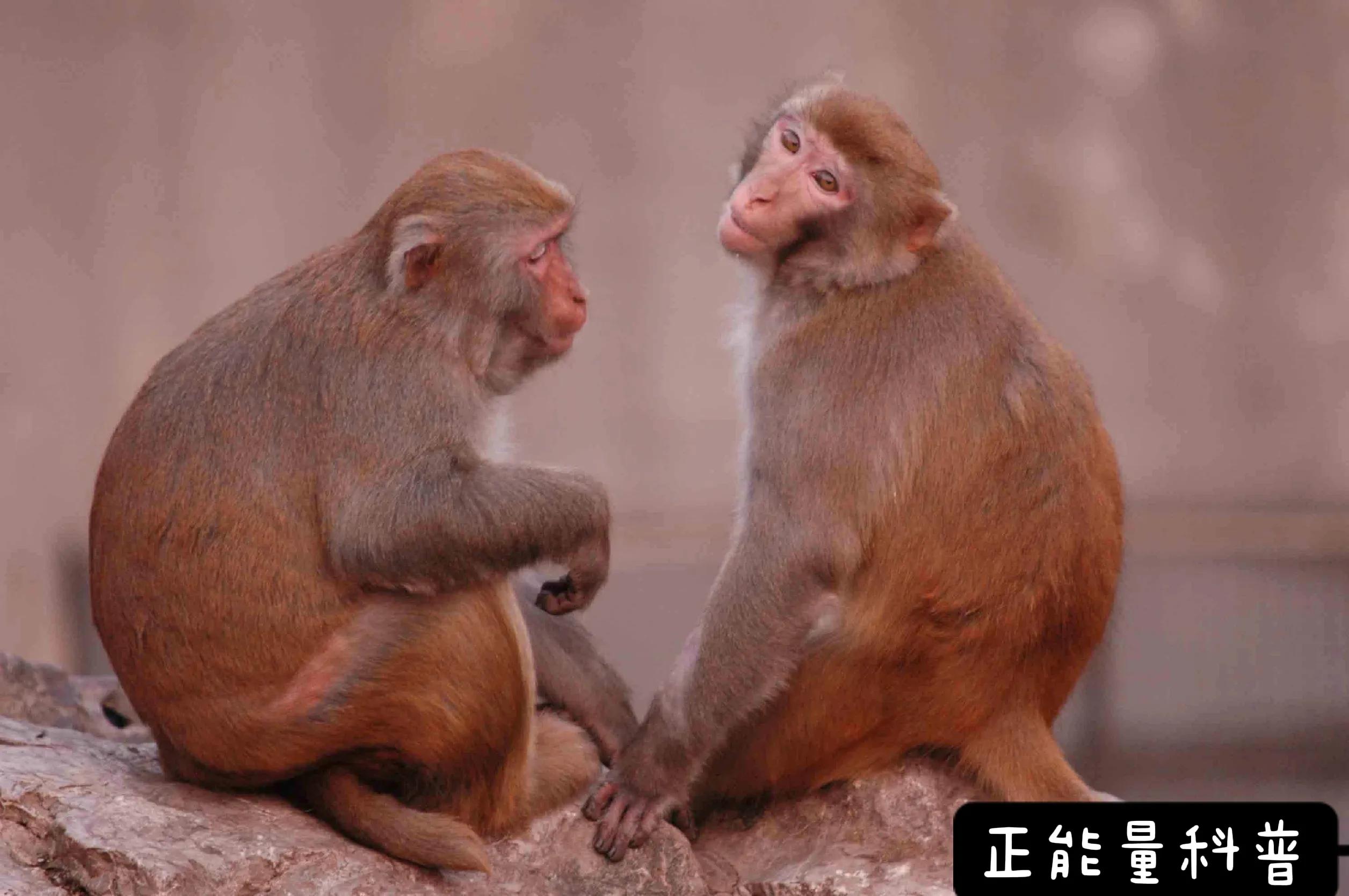 The world's most - the most cunning animal - iNEWS