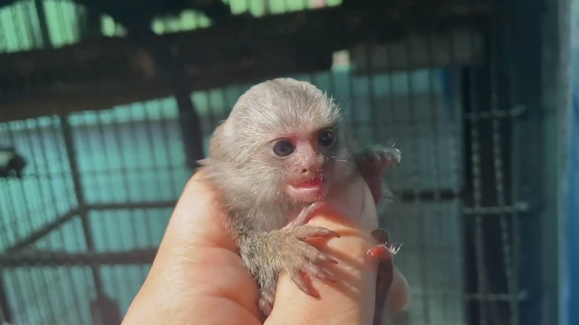The pygmy marmoset, the smallest monkey in the world, is so cute! - iNEWS