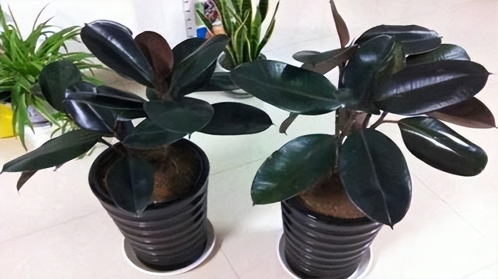 How to judge the rotten root of rubber tree? How to remedy the rotten ...