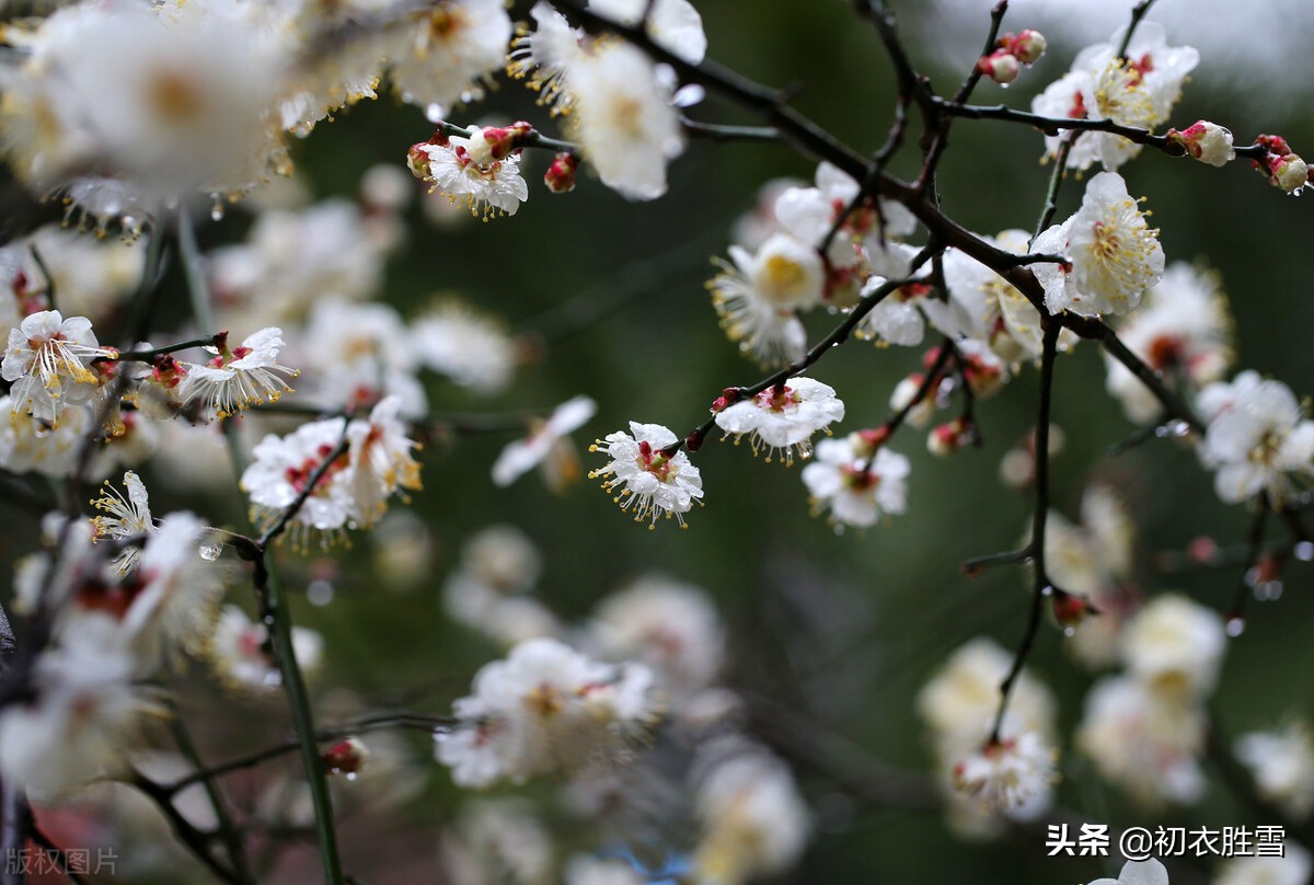 Five Poems of Plum Blossoms in Cold Spring - iNEWS