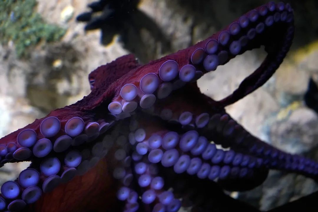 An octopus with 9 brains changes color faster than a chameleon, but is ...