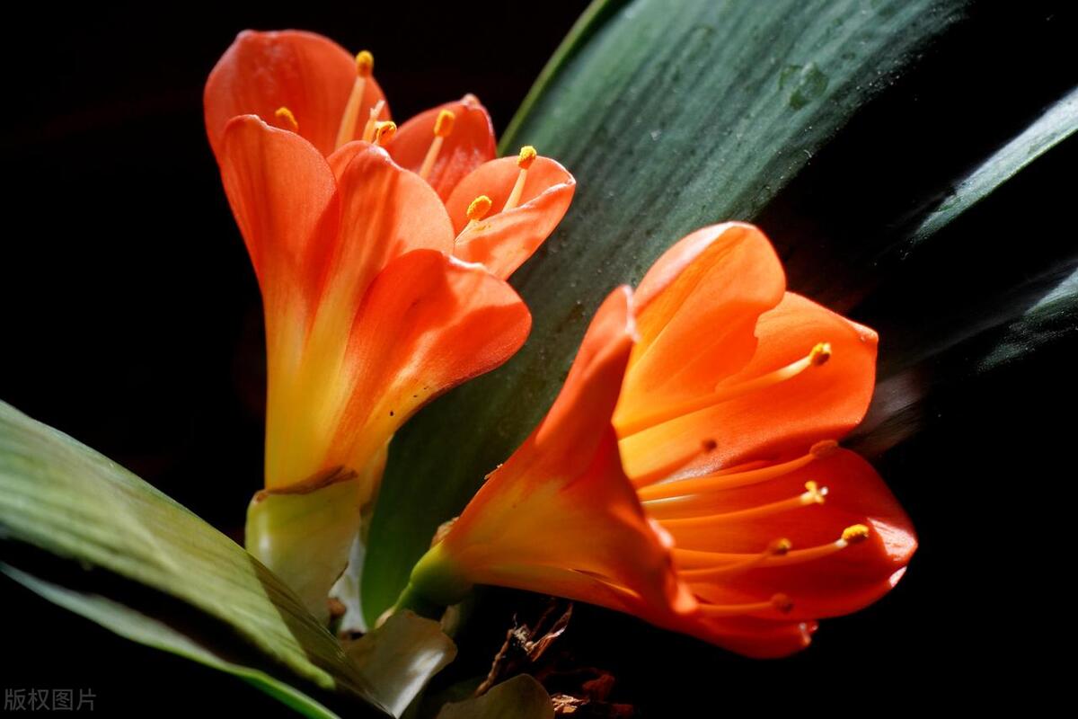 How to solve the leaf folds of Clivia - iNEWS