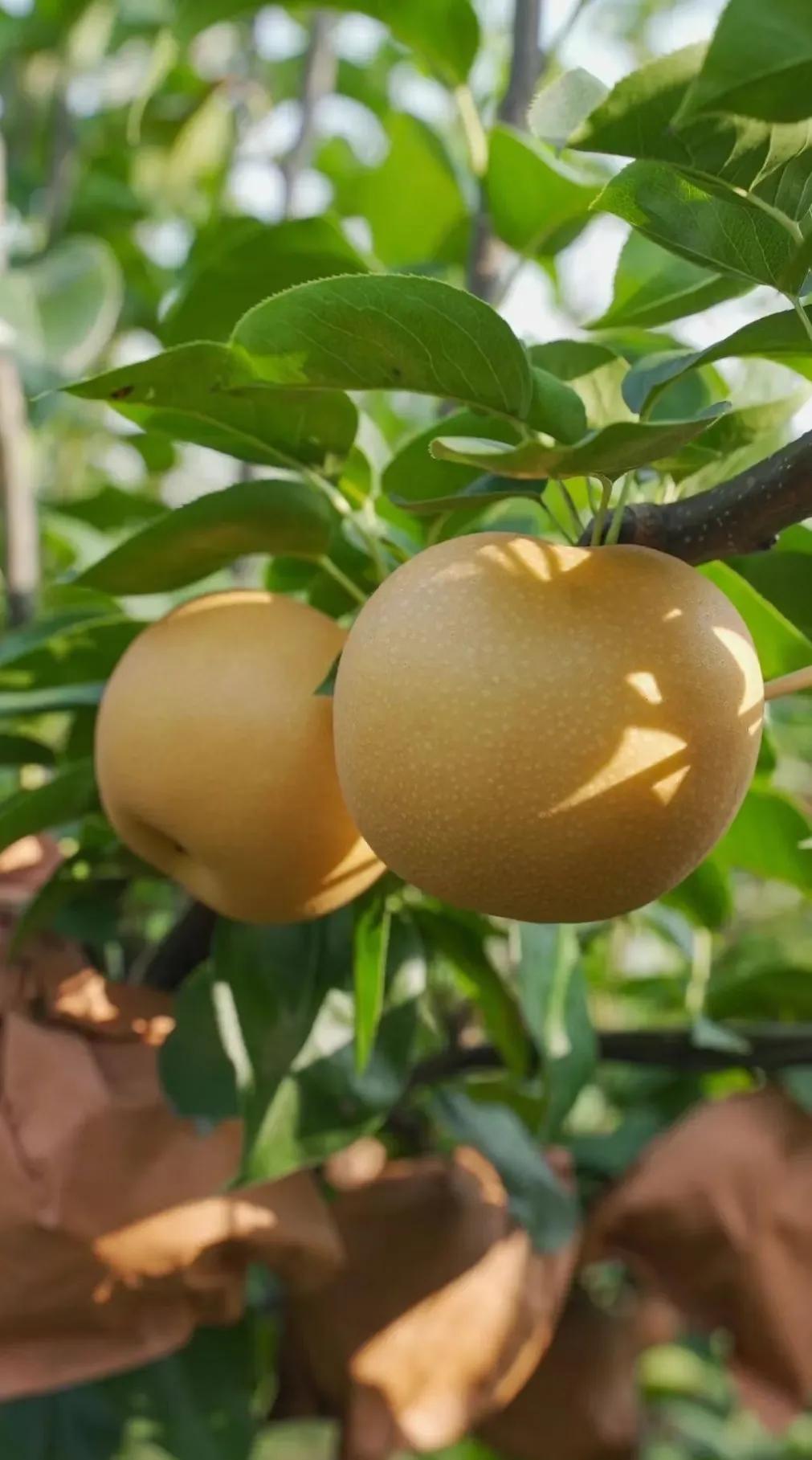 Qiuyue Pear - iNEWS