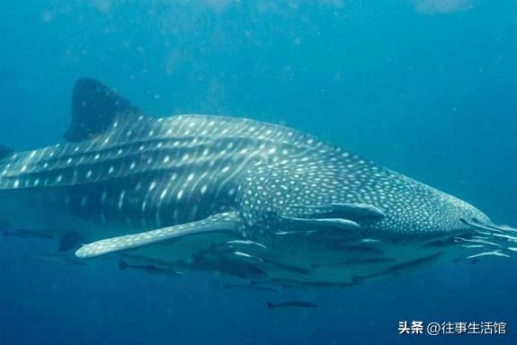 Known as the laziest fish in the world, it never swims on its own - iNEWS