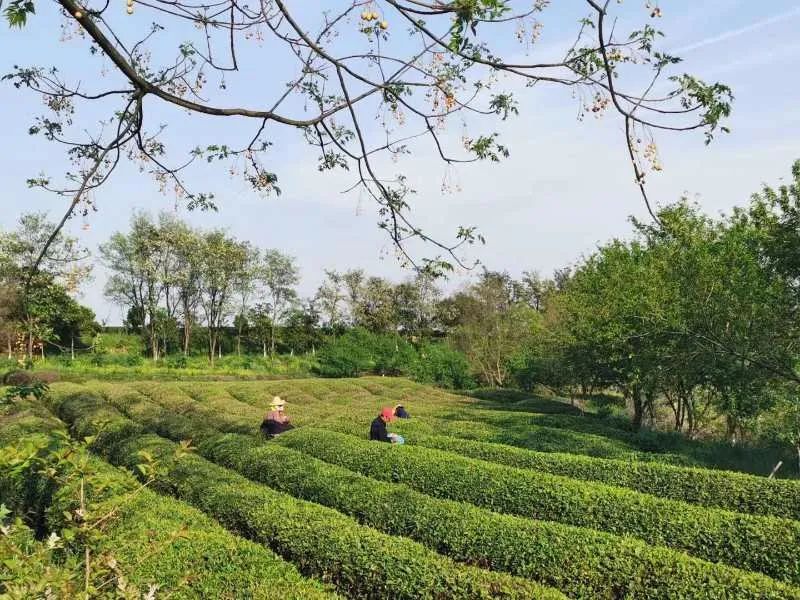 Rural landscape, so the design is grounded - iNEWS