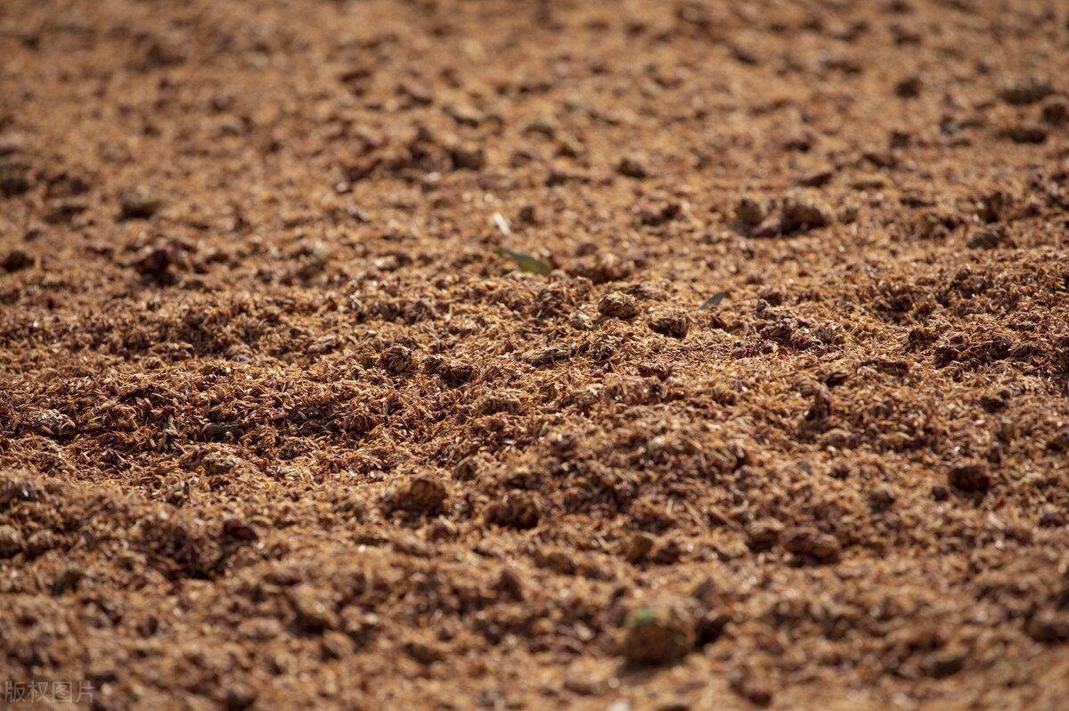 How to distinguish Tequ, Daqu and Erqu Liquor - iNEWS