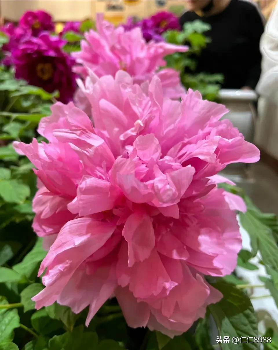 Feelings of peony, no doubt - iMedia