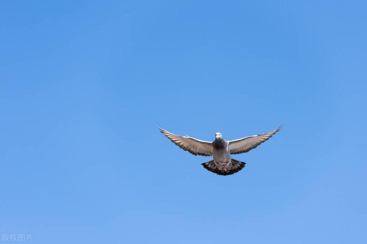 It is a fallacy to look at the definition of fast pigeons by speed ...