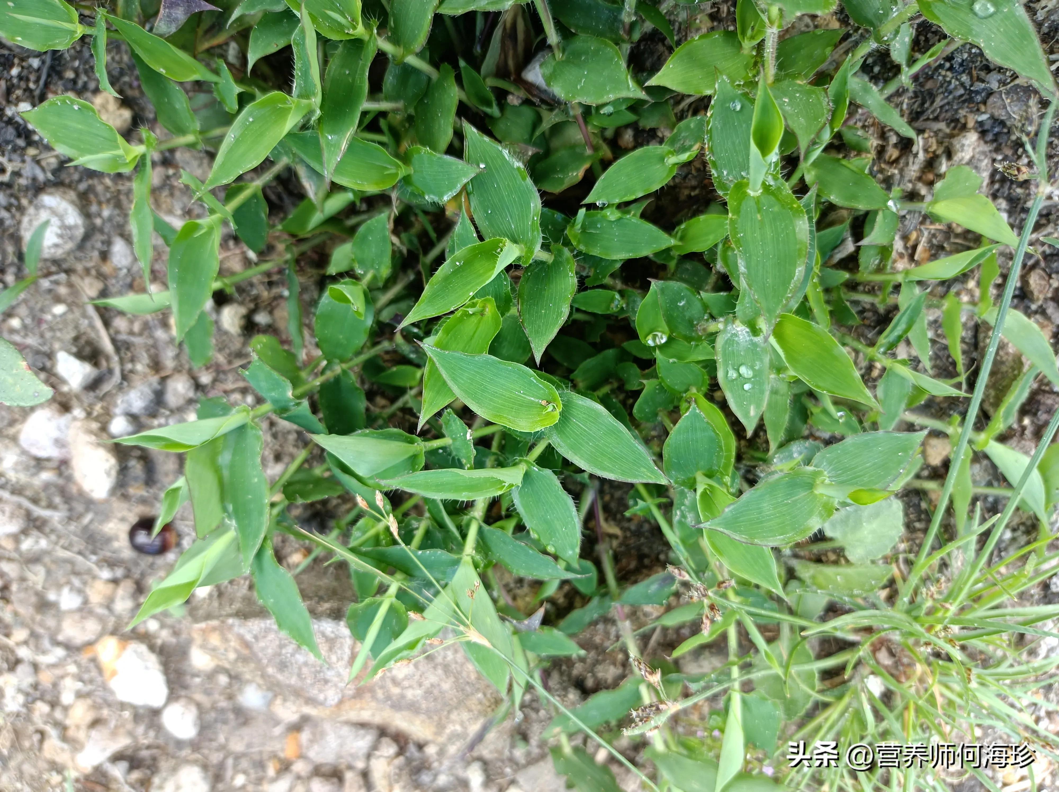 Resembling bamboo leaves, it was called "Emperor Grass" by the ancients ...