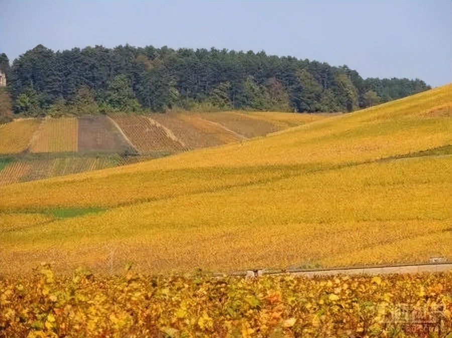 How to Read the "Identity" of Burgundy Wines - Classification of ...