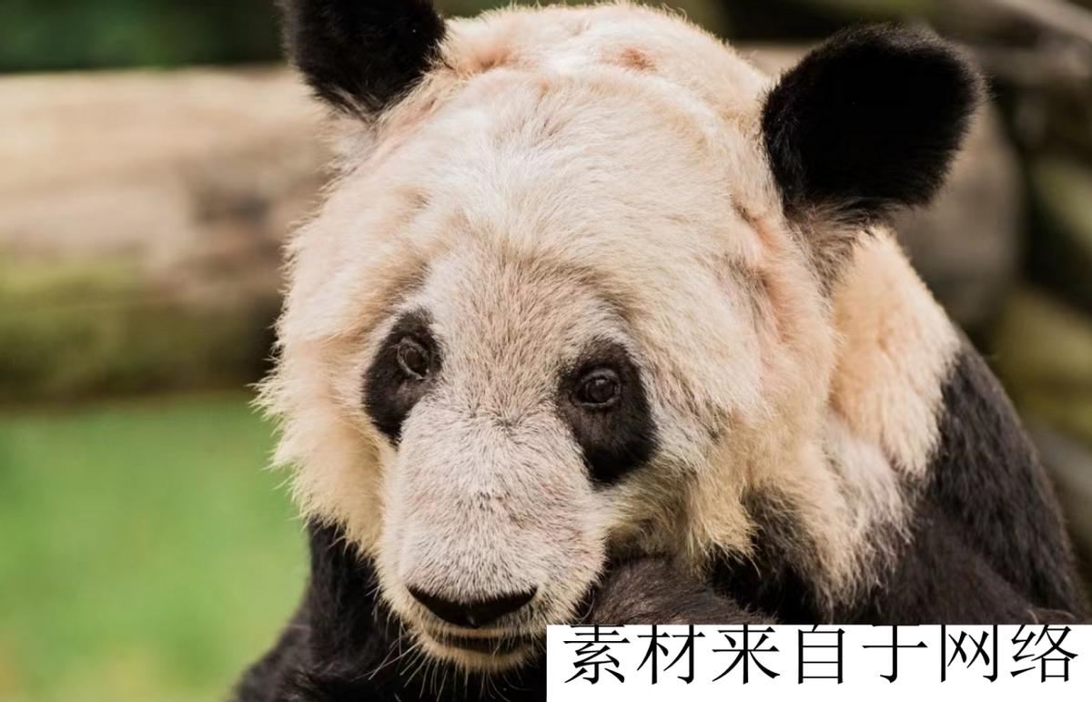 Has Yaya's appearance changed since she returned to China? Appearing ...