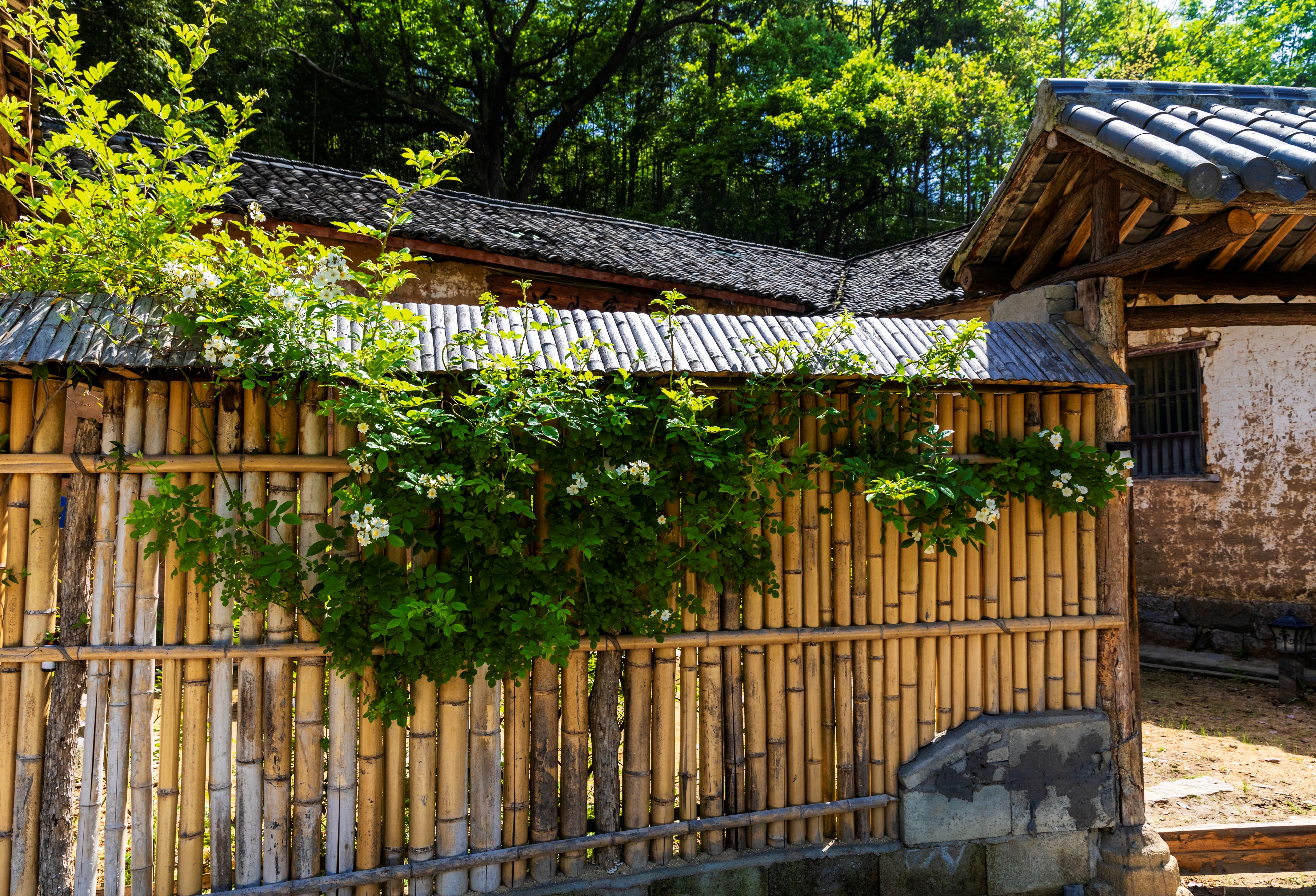 Hubei Yingshan: Prose and music reciting "Traveling in the Cold ...