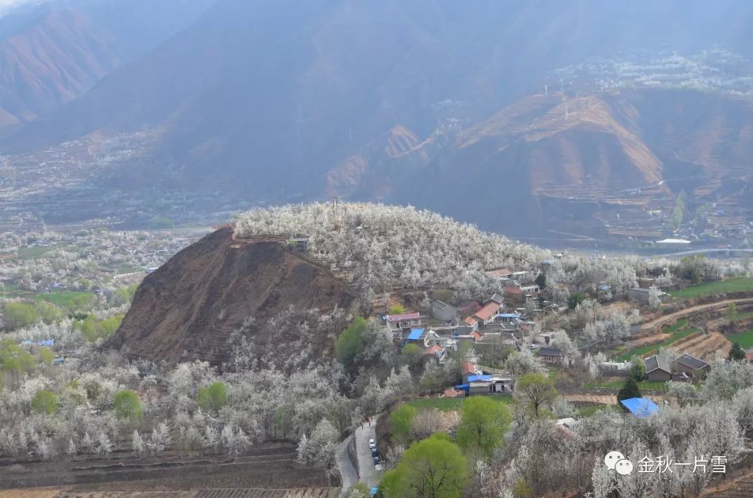 Jinchuan Scenery: Pear Blossoms - iNEWS