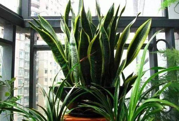 Is it okay to grow Tiger Pilan indoors, and what should I pay attention ...