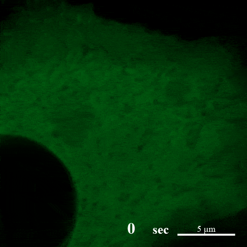 Scientists discover secret to protecting tardigrades from complete ...