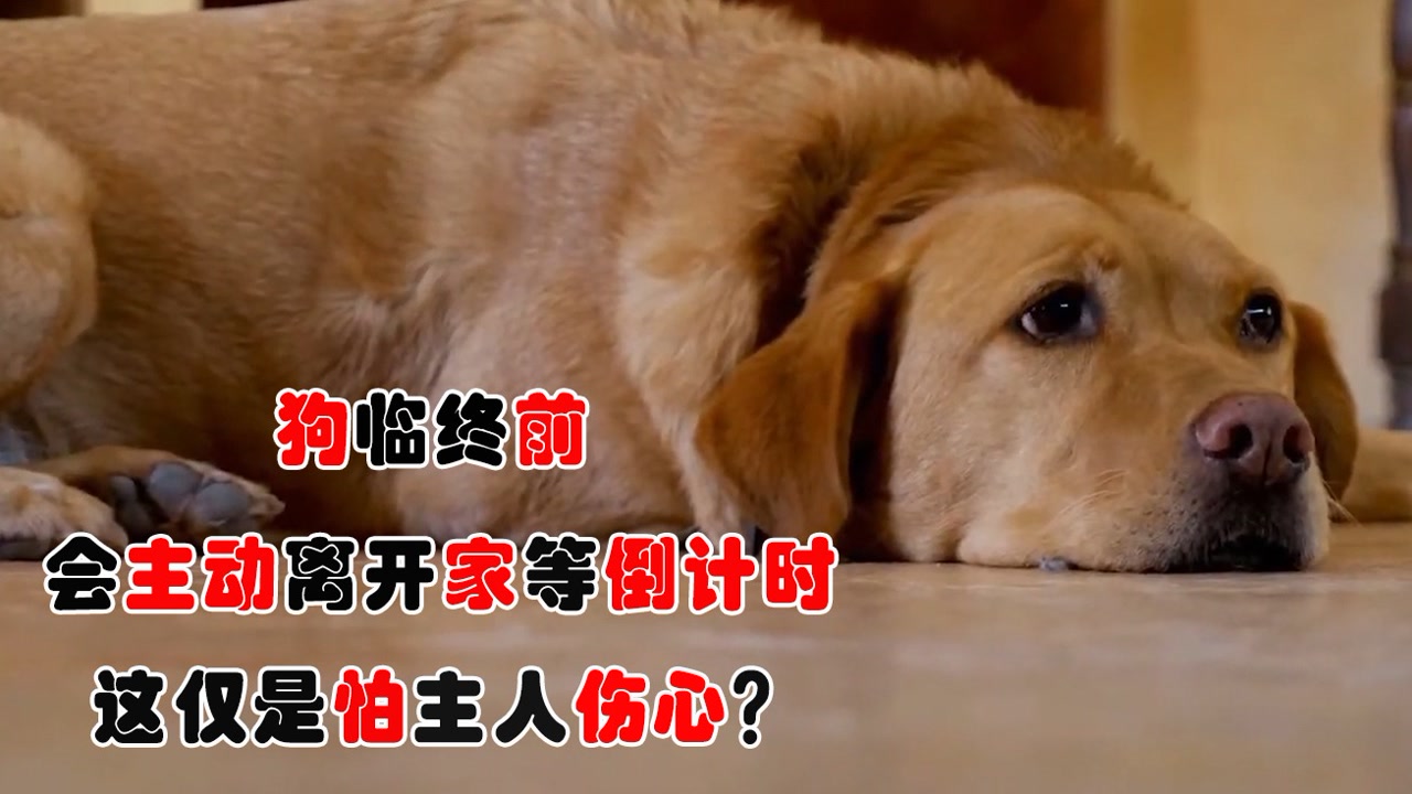 When animals grow old and frail, do their offspring take care of their ...