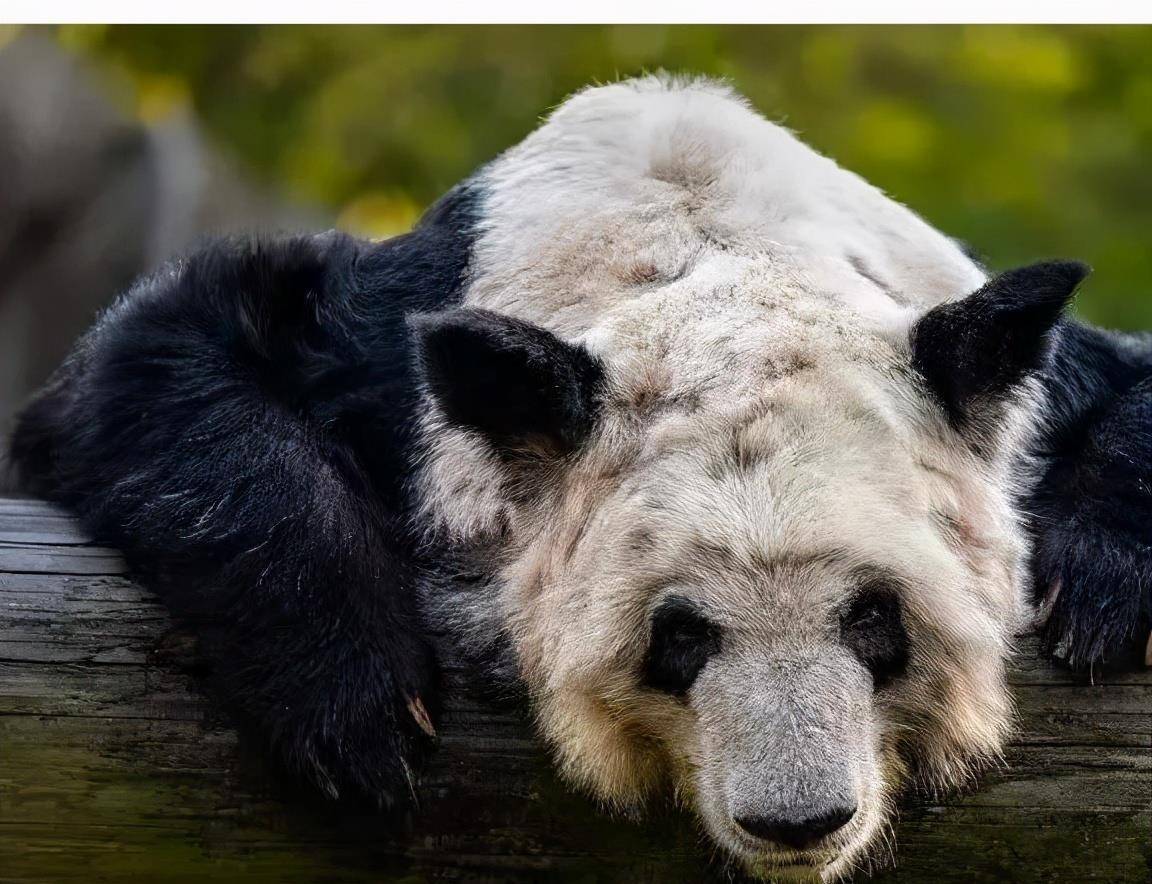 The giant panda Yaya is about to return to China. The national treasure ...