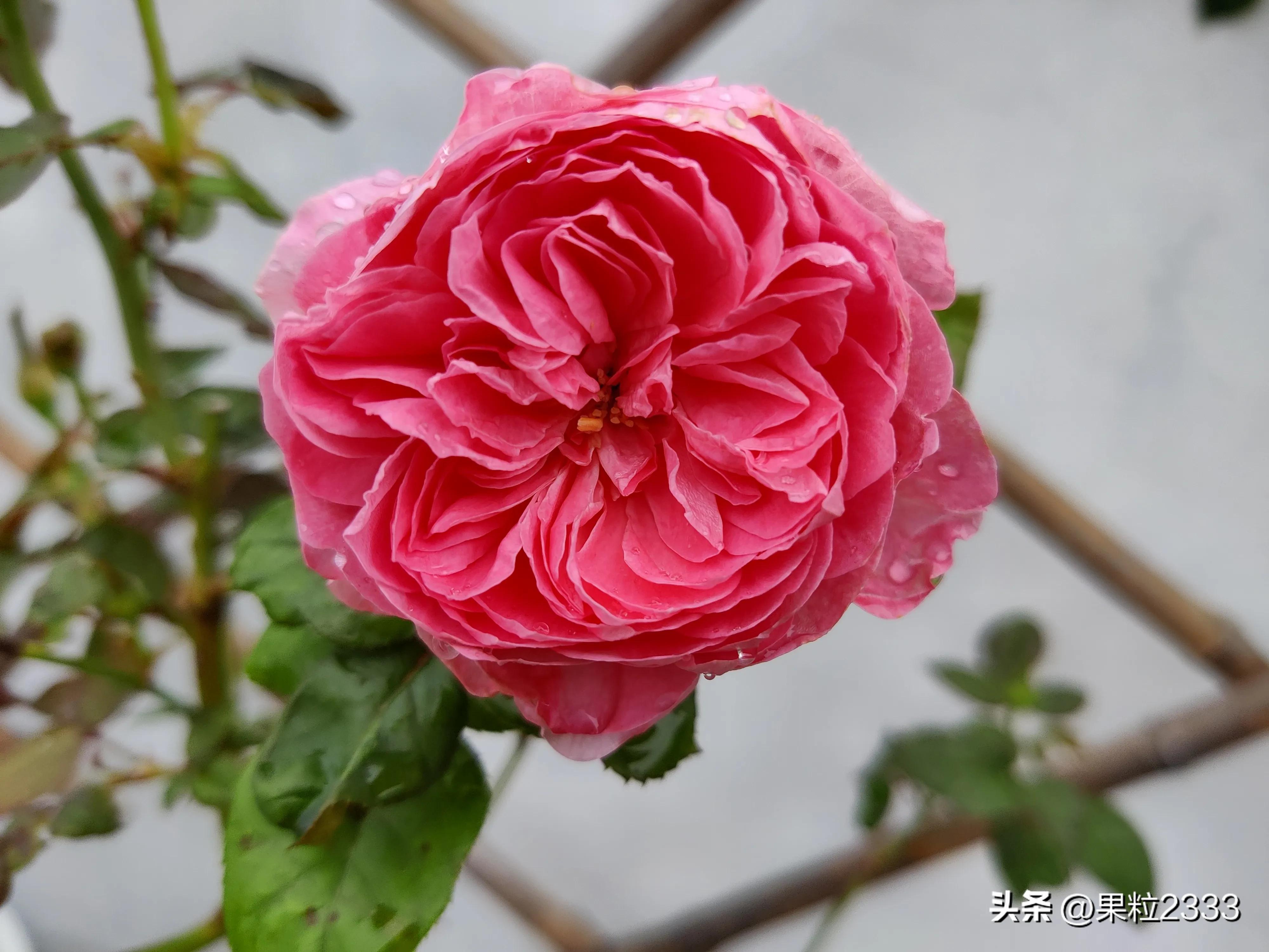 Phoebe Rose Bloom - iNEWS