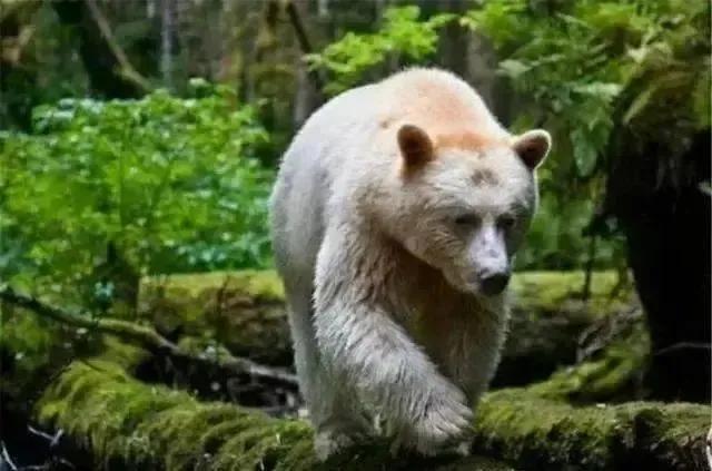 Real-life version of unlucky bear, an albino grizzly bear was sent to ...