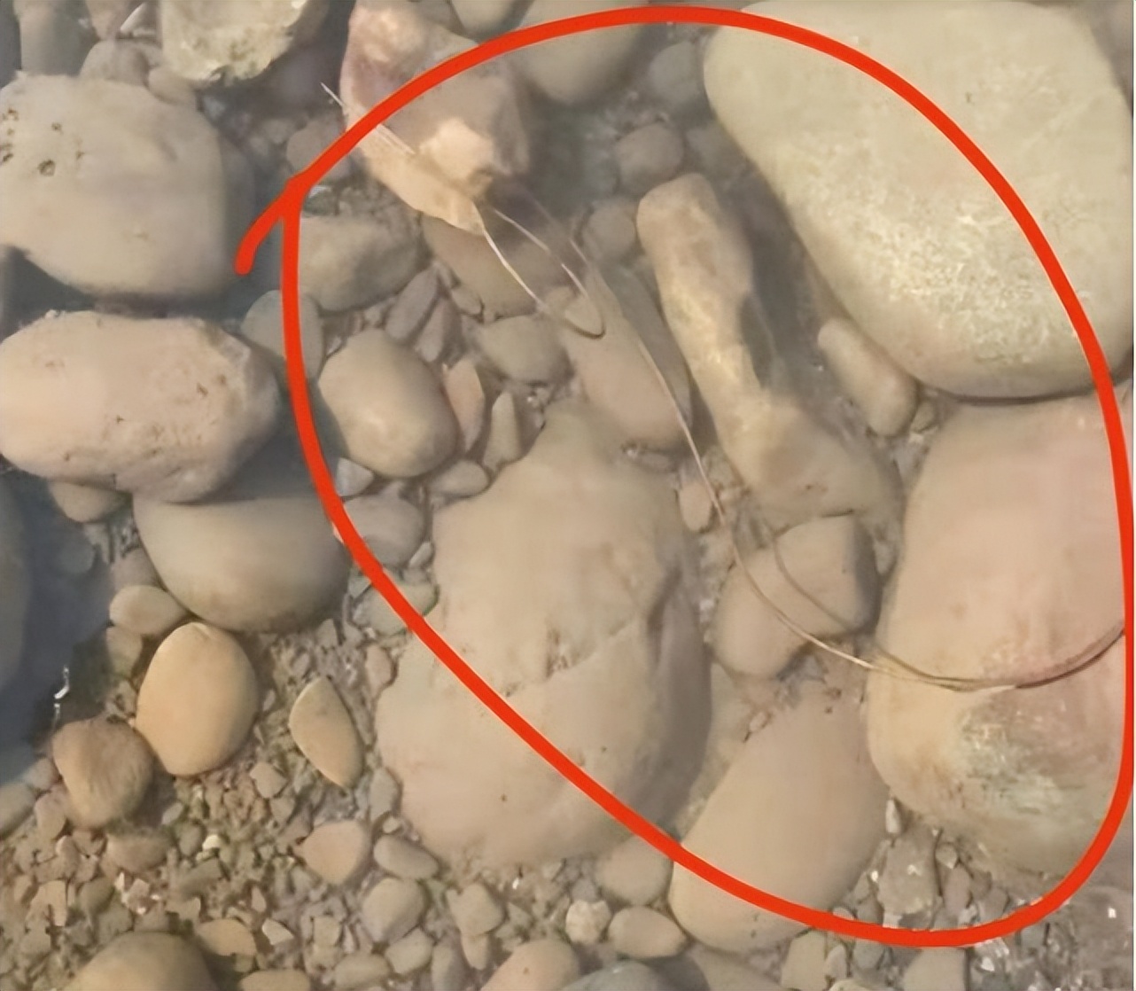 Dragon nematode appeared in Sichuan, which can be called an alien in ...