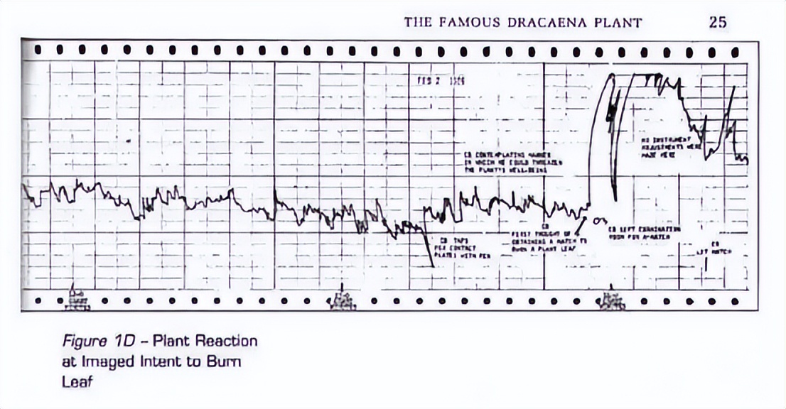 Experiments prove that plants can perceive the world in a mysterious ...