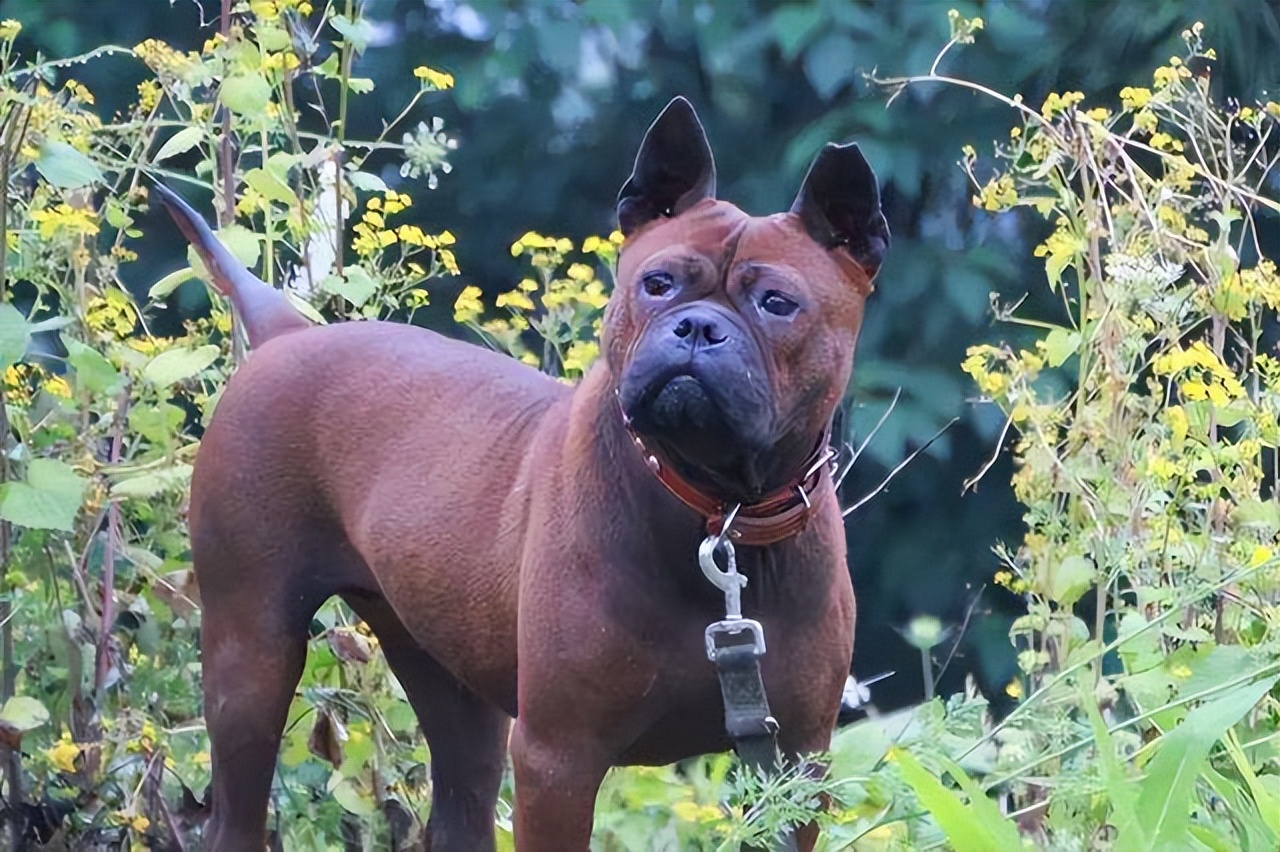 The famous Chinese dog - "Chuandong Hound", this is the pride of China ...