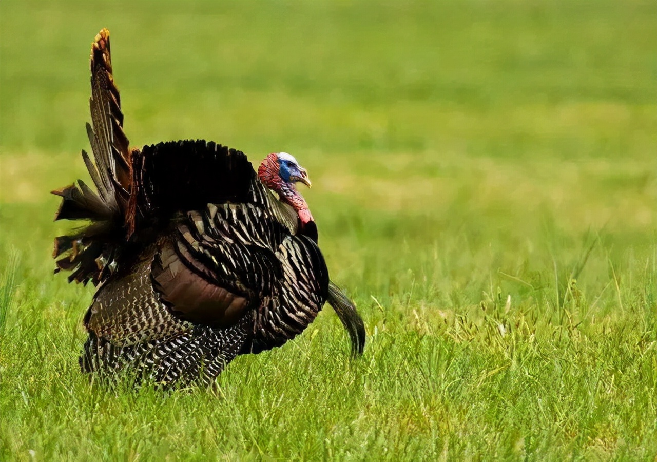 12 bizarre events that really happened in history, one is more bizarre ...