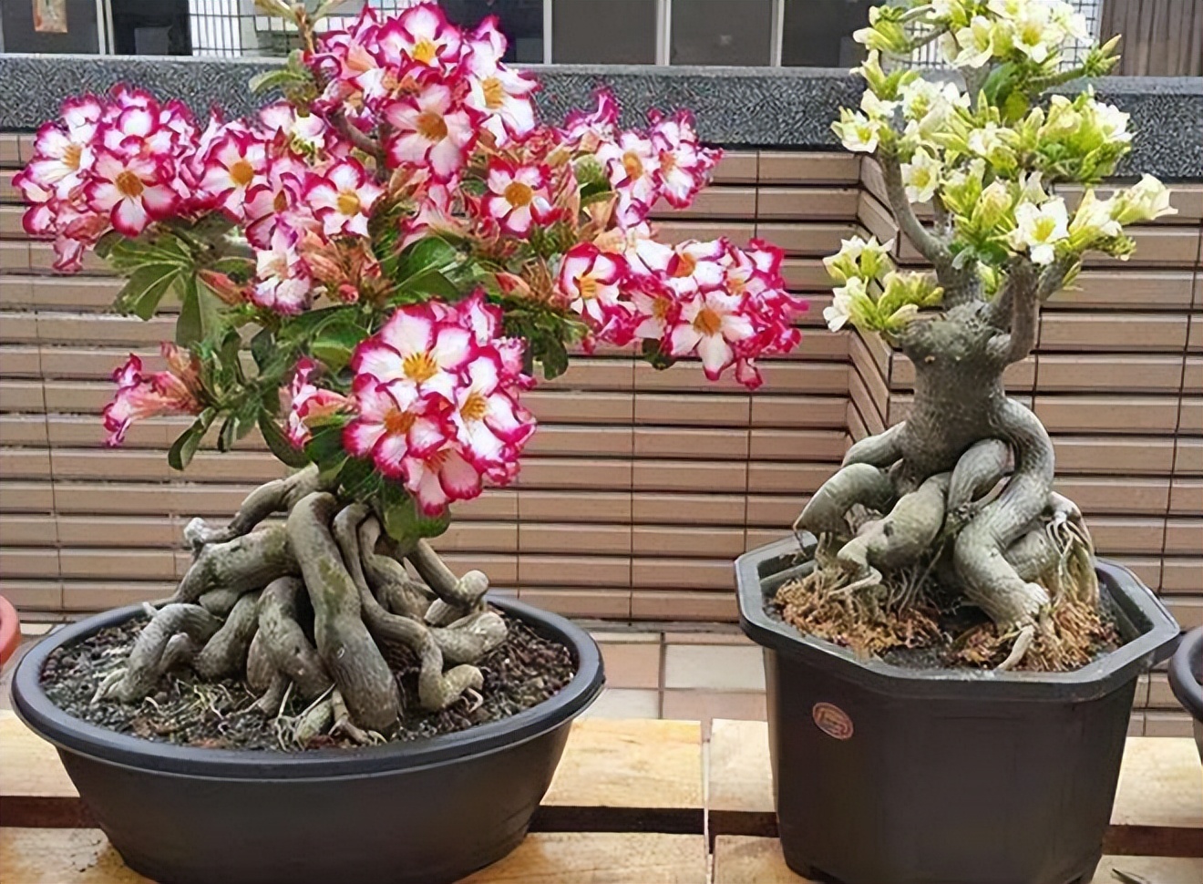 6 kinds of lazy flowers, even if they are not watered for half a year ...