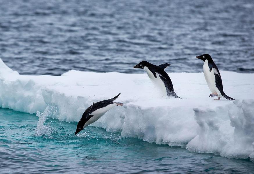 You can't learn how to keep warm from penguins! How do they survive the ...