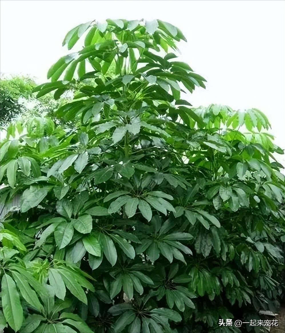 When raising duck foot wood in spring, keep in mind the 4 key points ...