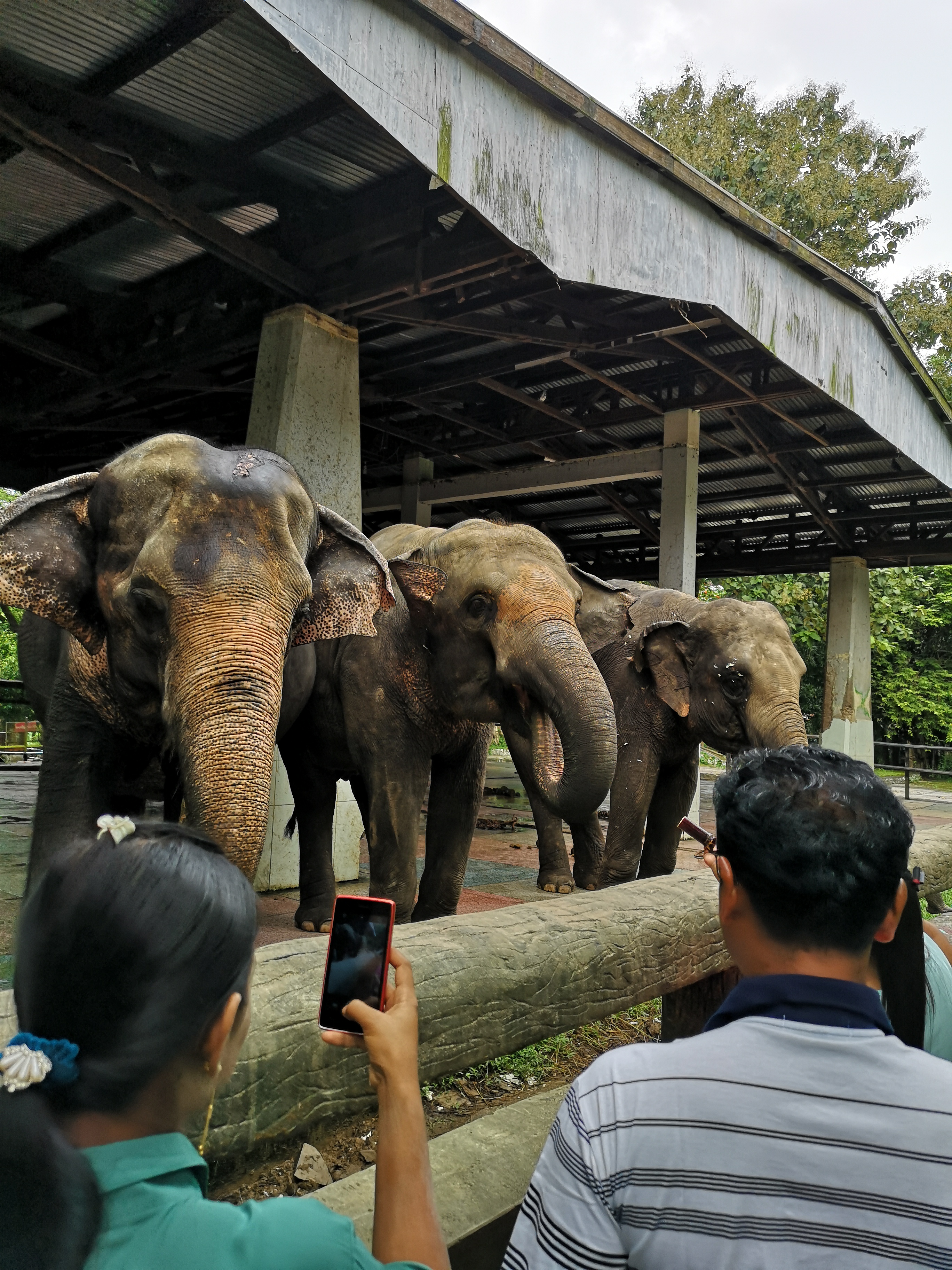Approaching Myanmar (12): Yangon Zoo (Yangon Zoo) - iNEWS